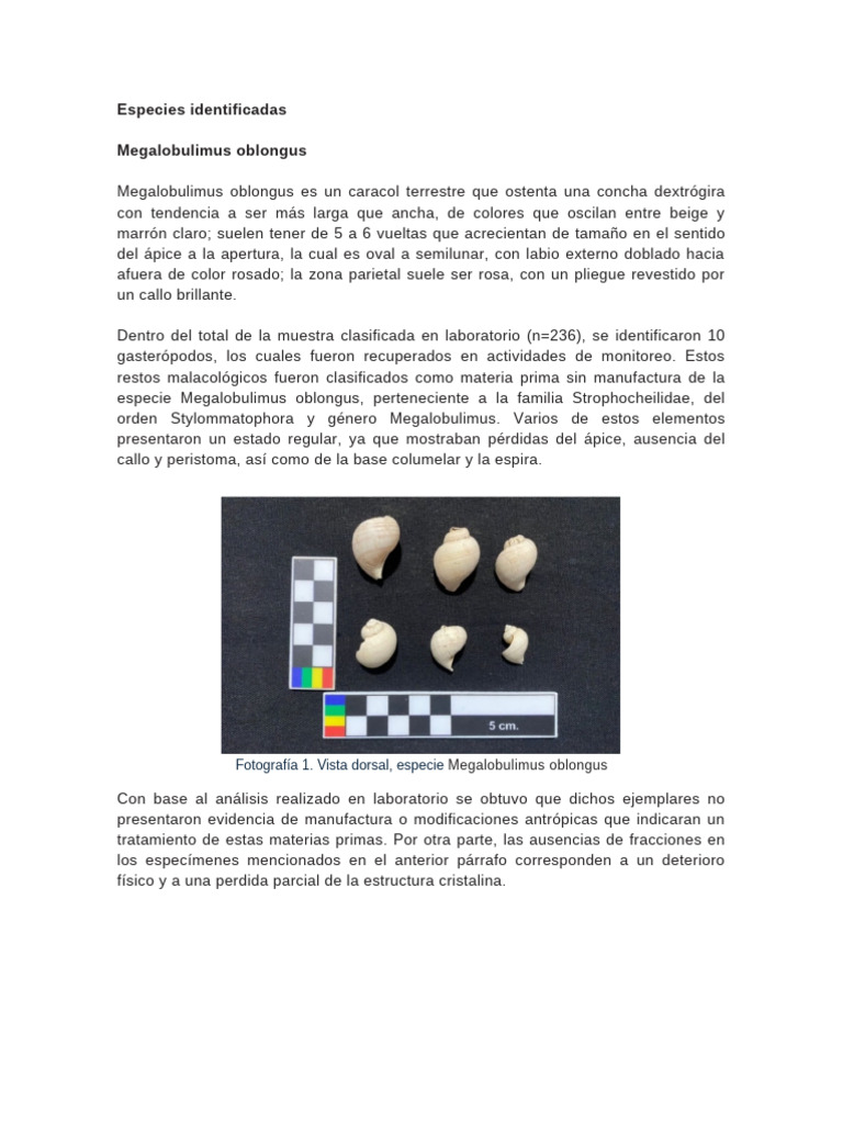 Análisis de Megalobulimus oblongus y Oliva scripta | PDF | Moluscos