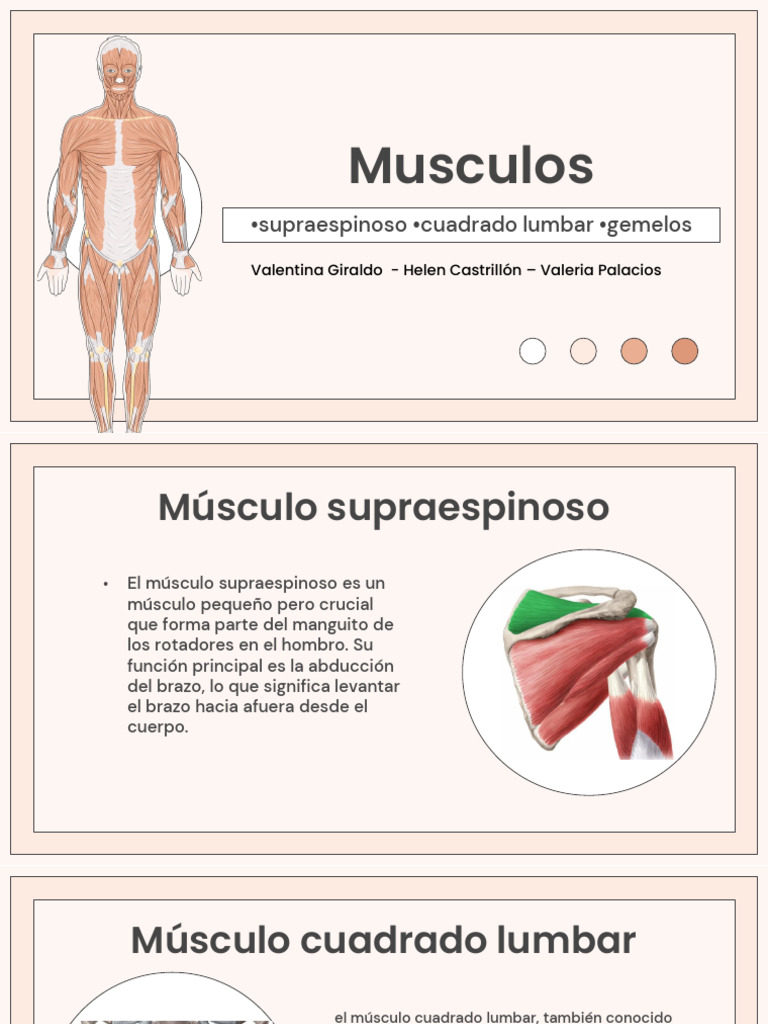 Musculos | PDF