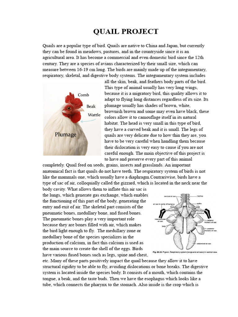 Quail project (1) | PDF | Gastrointestinal Tract | Birds