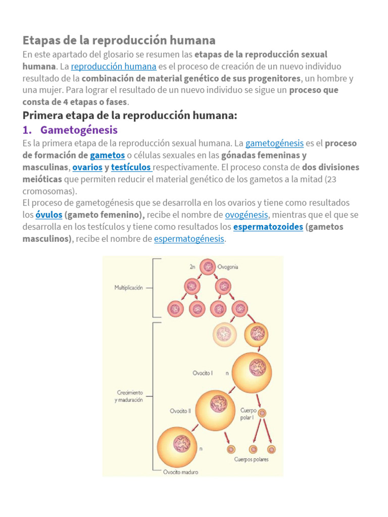Reproducción Humana: Etapas Clave | PDF | Parto | El embarazo