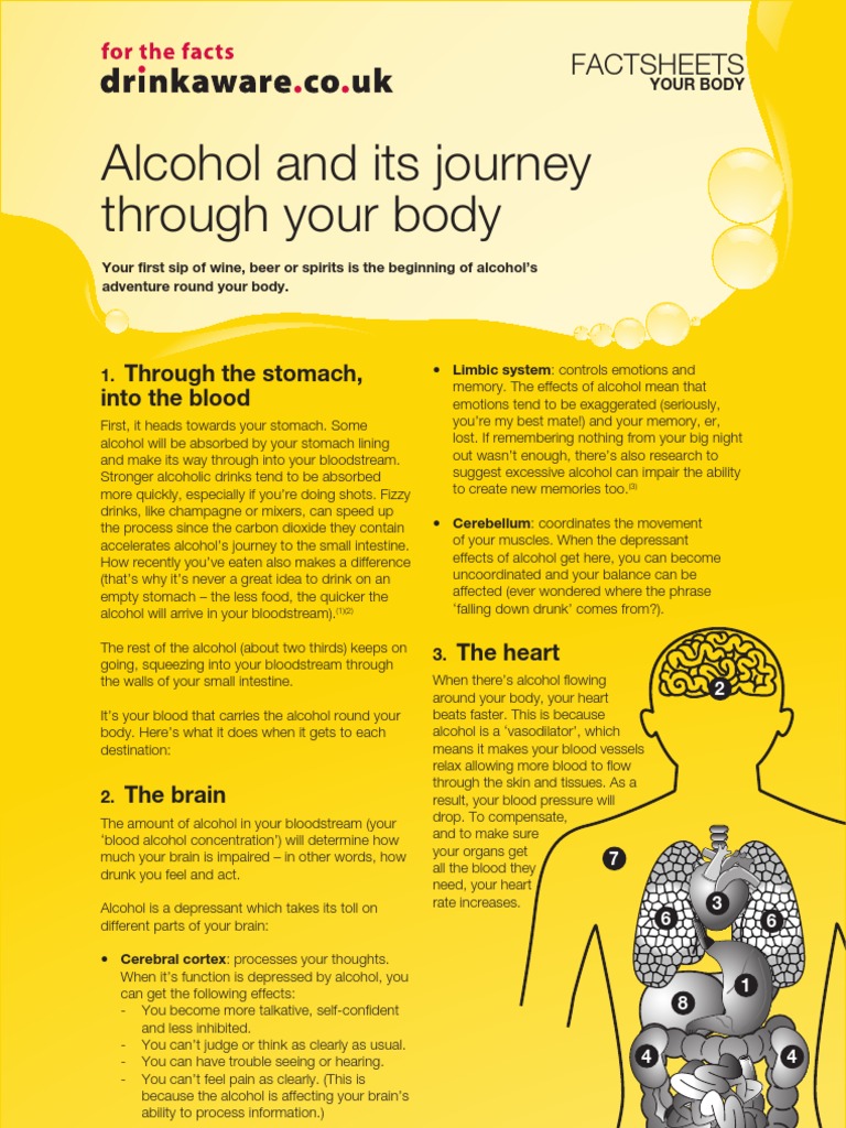 Alcohol's Journey Through Your Body | PDF | Blood | Lung