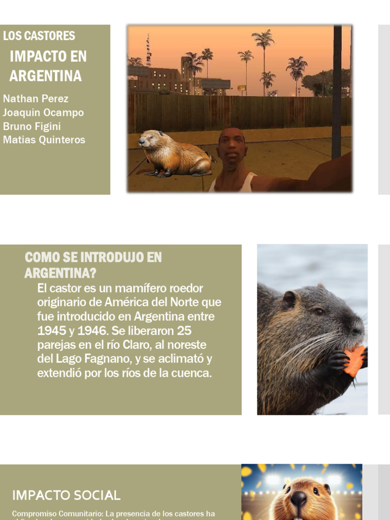 Presentación Castores XD | PDF | Castor | Especies invasivas