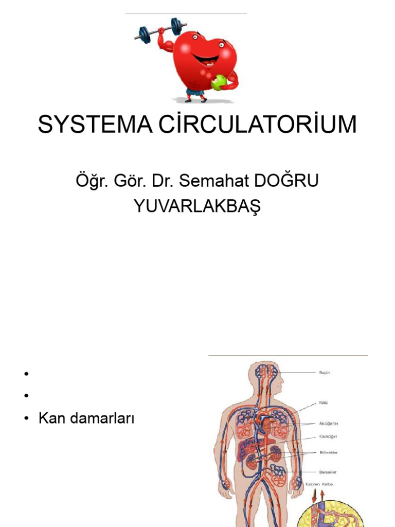Kalp Anatomi̇si̇ | PDF