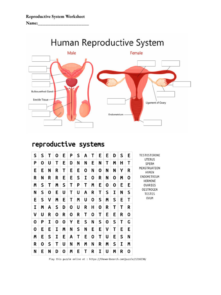 Reproductive System Worksheet | PDF