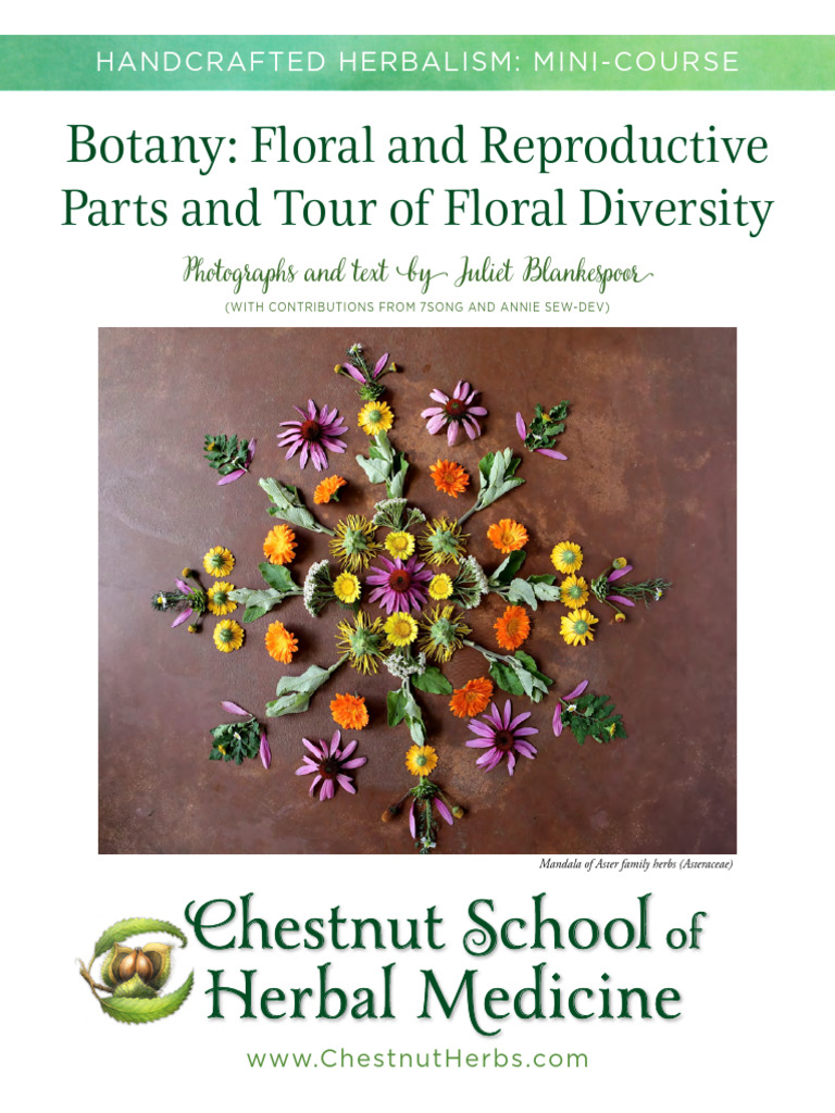 Chestnut School Floral Botany | PDF | Petal | Flowers