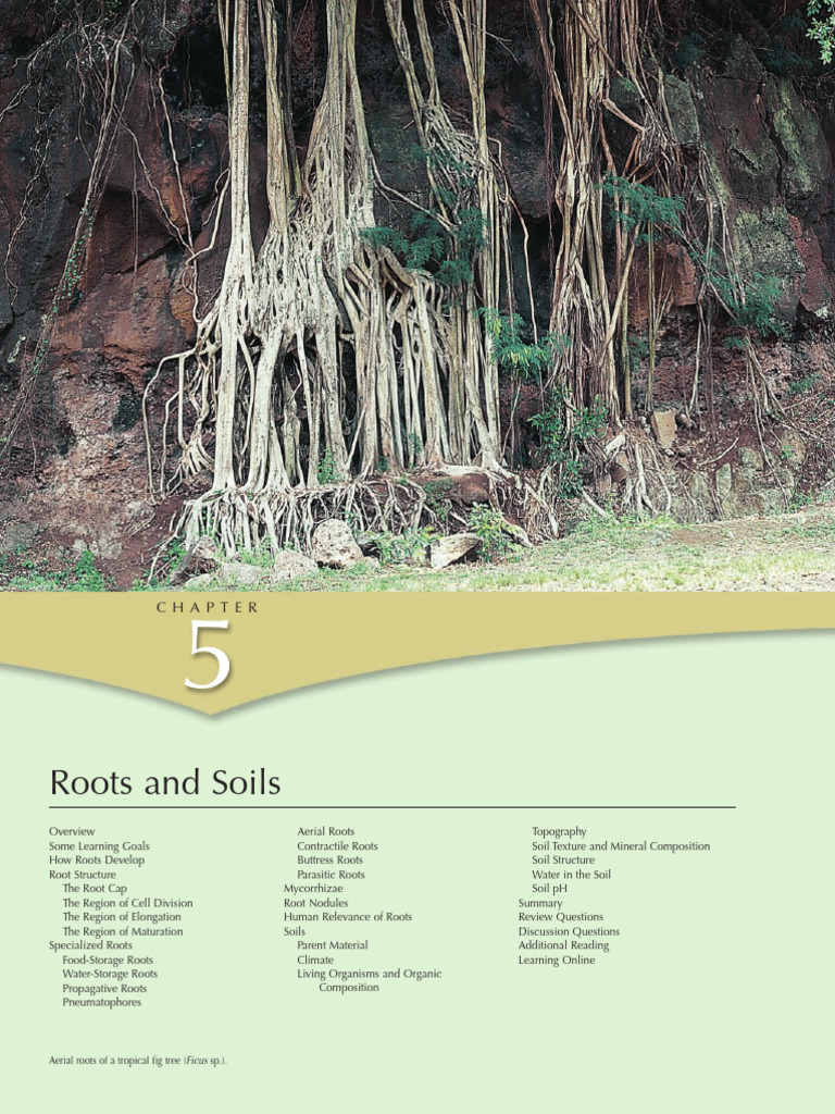 Distinguishing Young Roots and Stems | PDF | Root | Plant Stem
