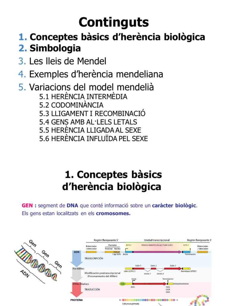 UD5. (TEORIA II) Continguts bàsics d'herència 24-25 | PDF