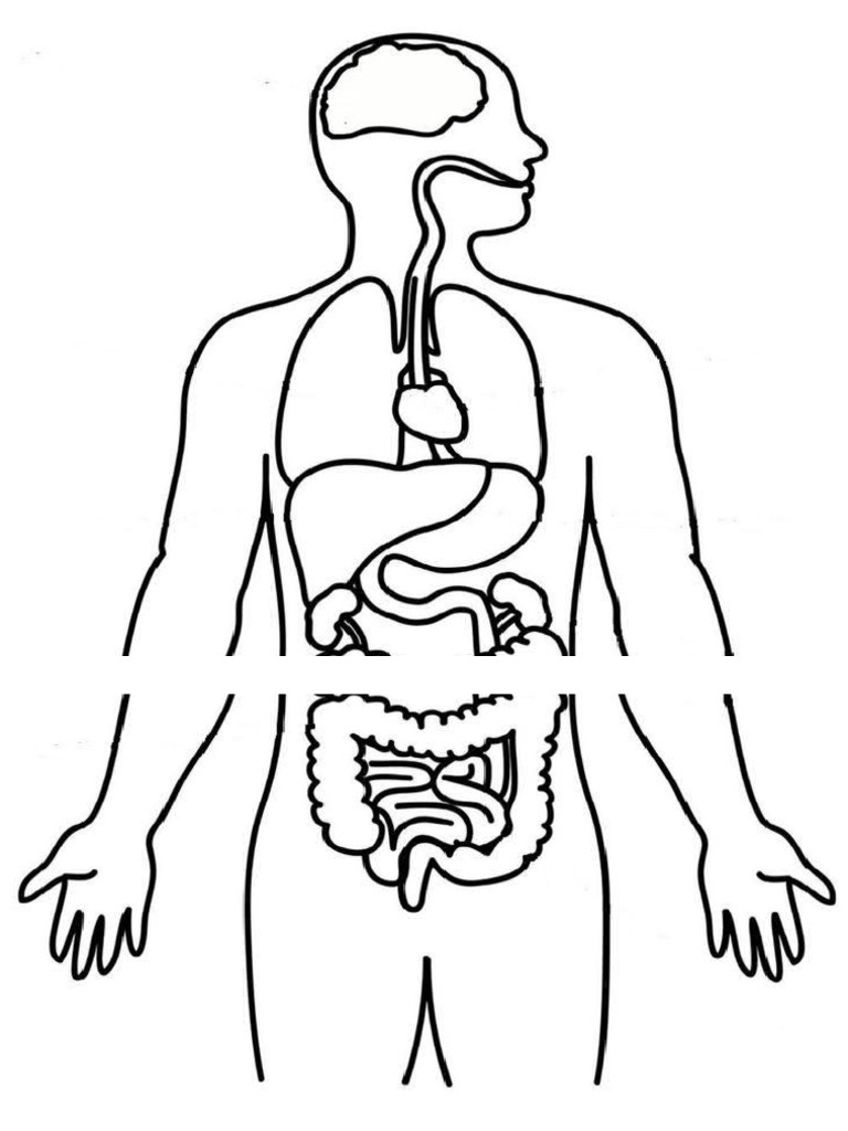 Cuerpo Humano Michelle Pdf
