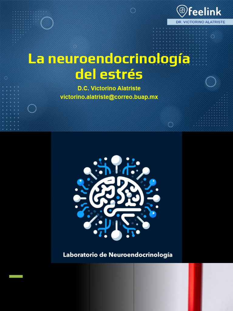 21 9 2024 La Neuroendocrinología Del Estrés | PDF | Sistema endocrino | Glándula pituitaria
