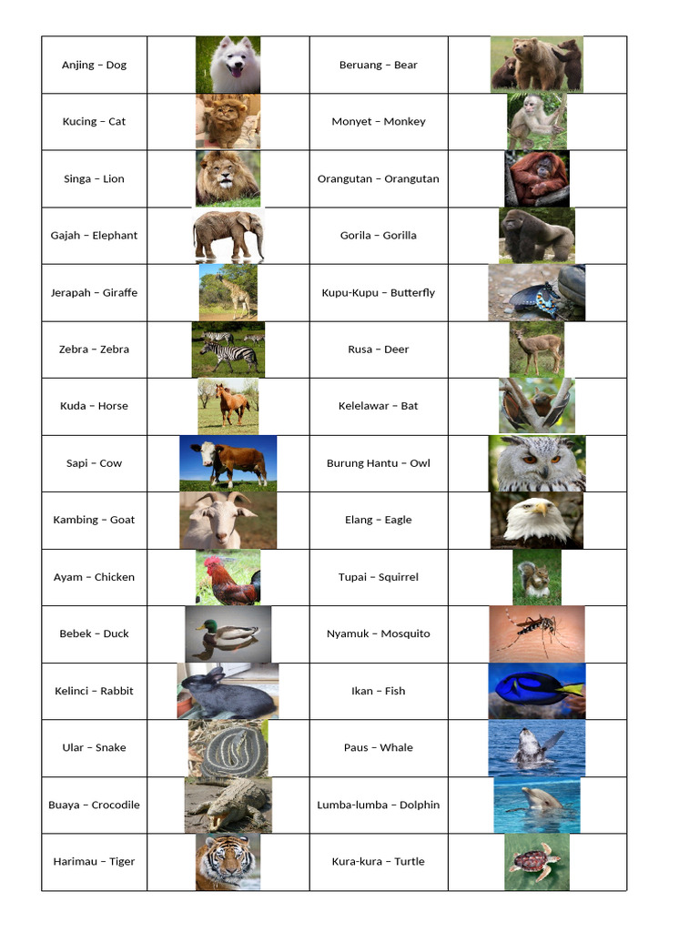 Animal | PDF