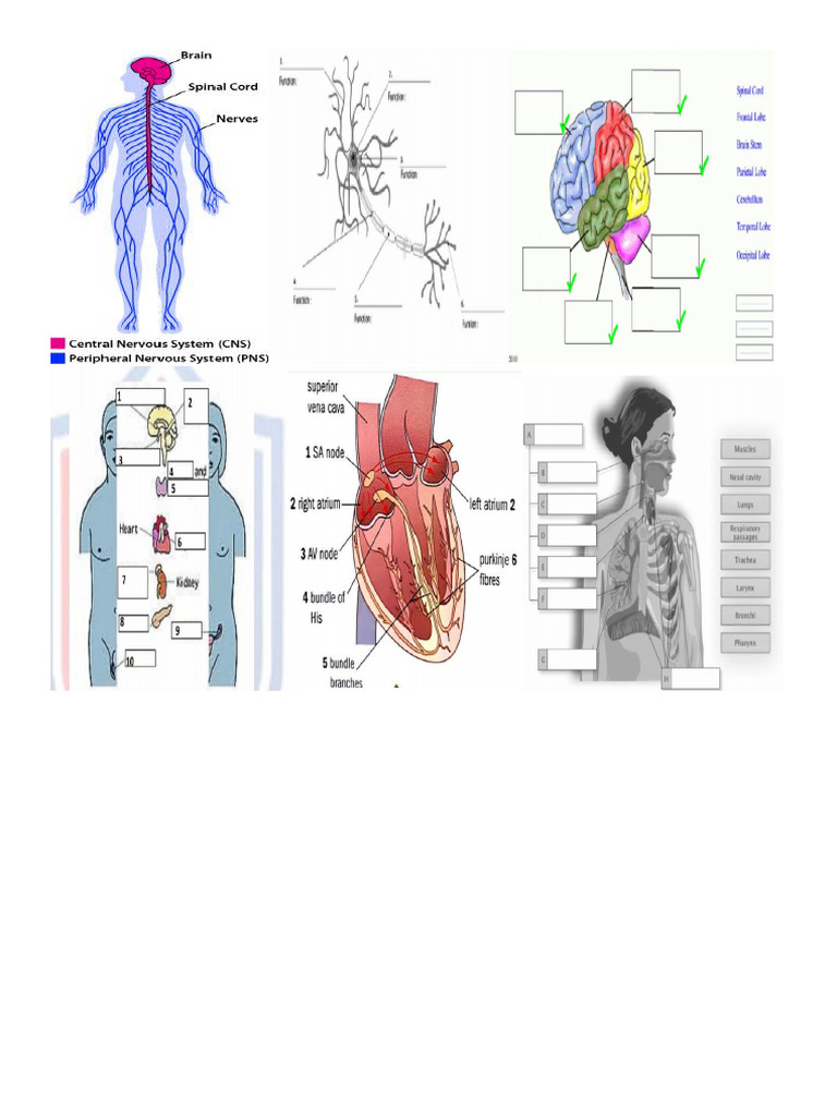 Anatomy of Human | PDF