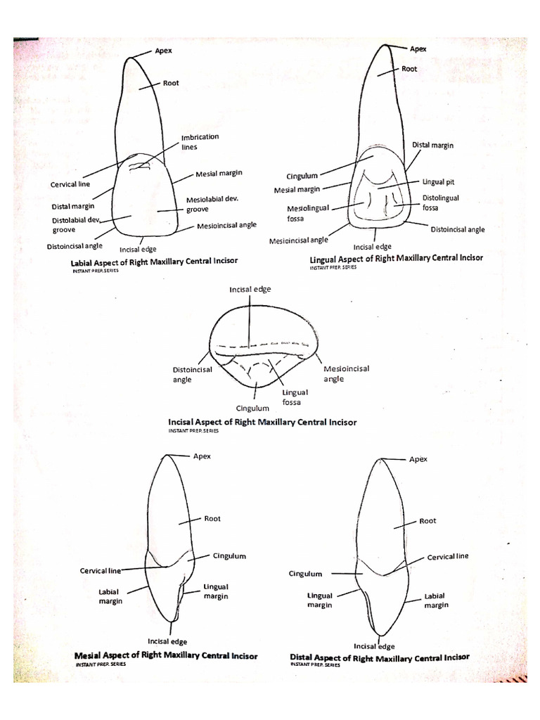 Labelling Tooth Morpho | PDF