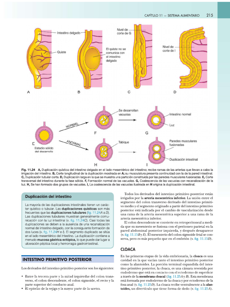 Intestino Primitivo Posterior | PDF