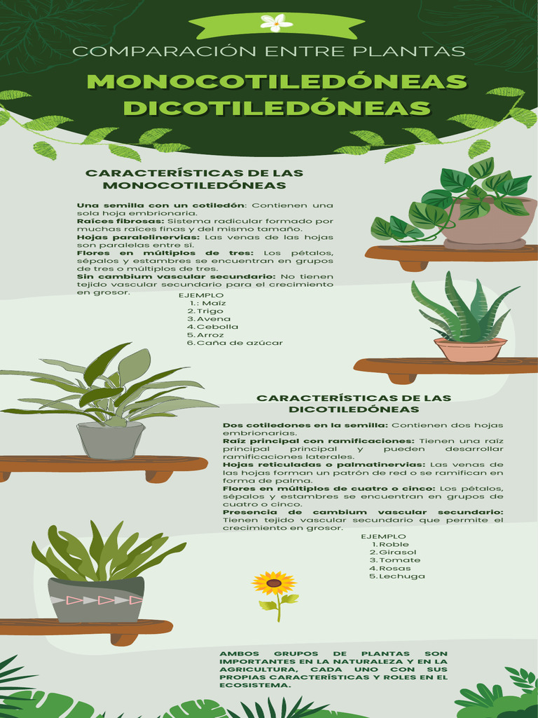 Monocotiledóneas y Dicotiledóneas | PDF