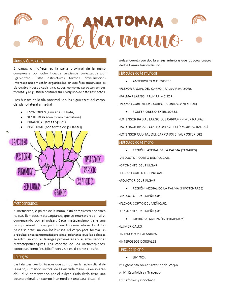 Anatomía de Huesos y Músculos de la Mano | PDF | Mano | Extremidades ...