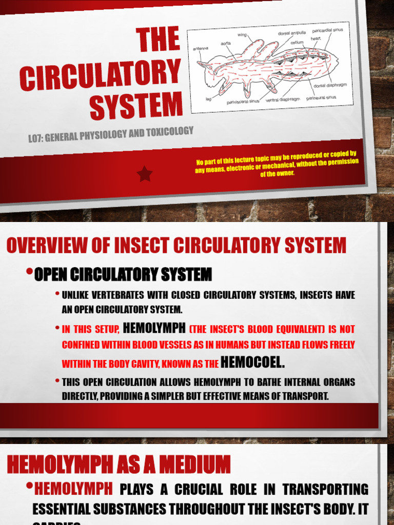 l7 Circulatory System of Insect | PDF | Insects | Circulatory System