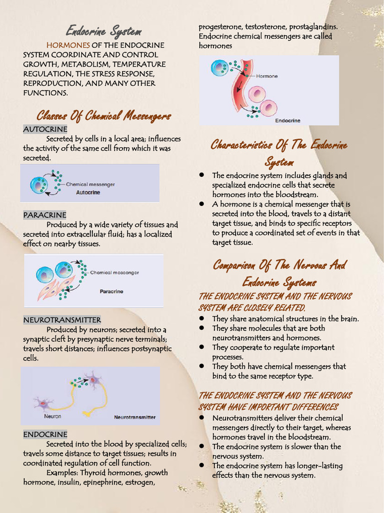 The Endocrine System - TRANSES | PDF | Adrenal Gland | Hormone