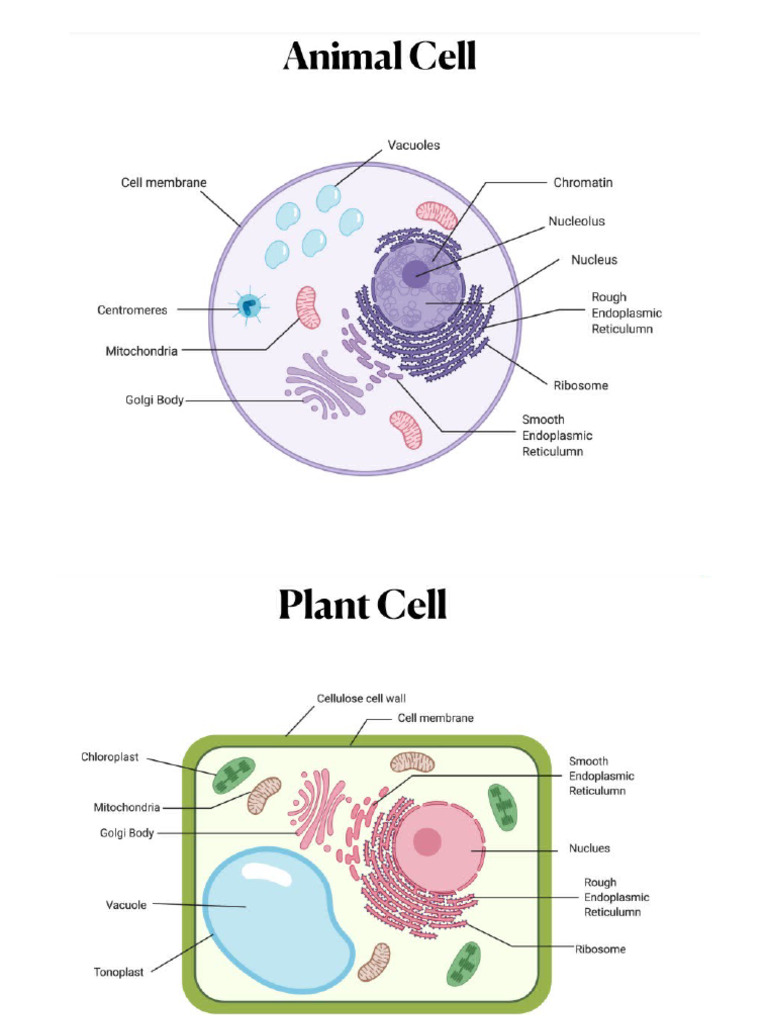 Bio - Cells | PDF