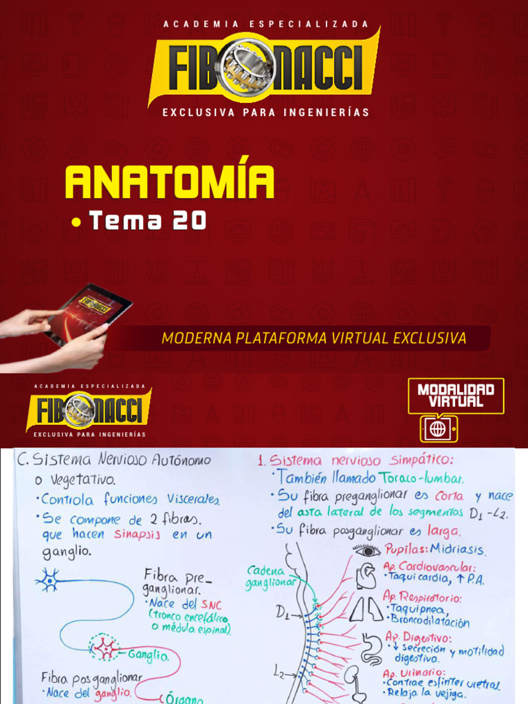 ANATOMIA Pizarra TEMA 20 (1) - Comprimido | PDF