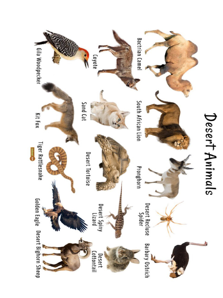 Desert Animals | PDF