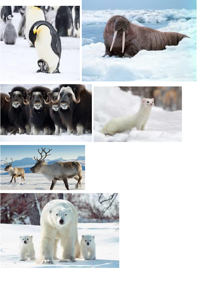 Polar Animals | PDF