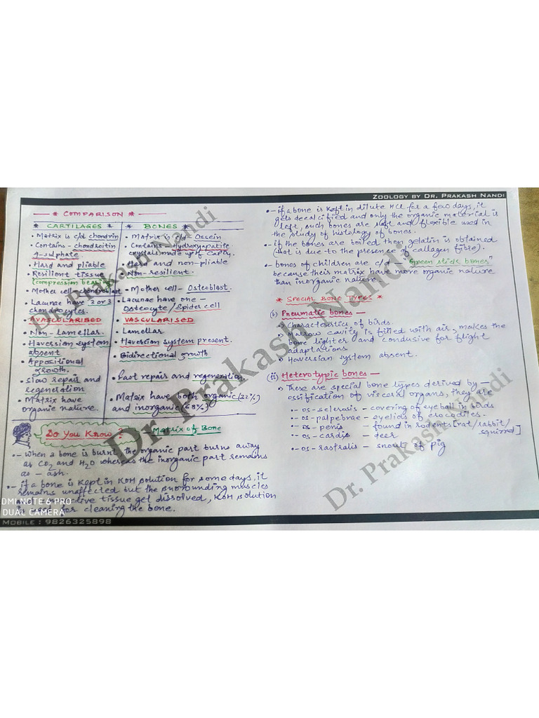 Bone Physiology | PDF