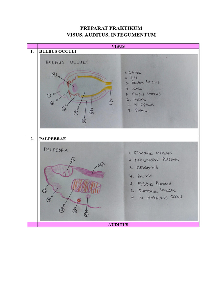 Tugas Gambar Preparat Praktikum Visus, Auditus, Integumentum | PDF