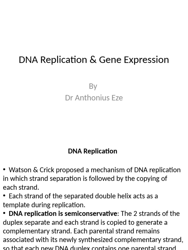 DNA Replication & Gene Expression | PDF | Dna Replication | Ribosome