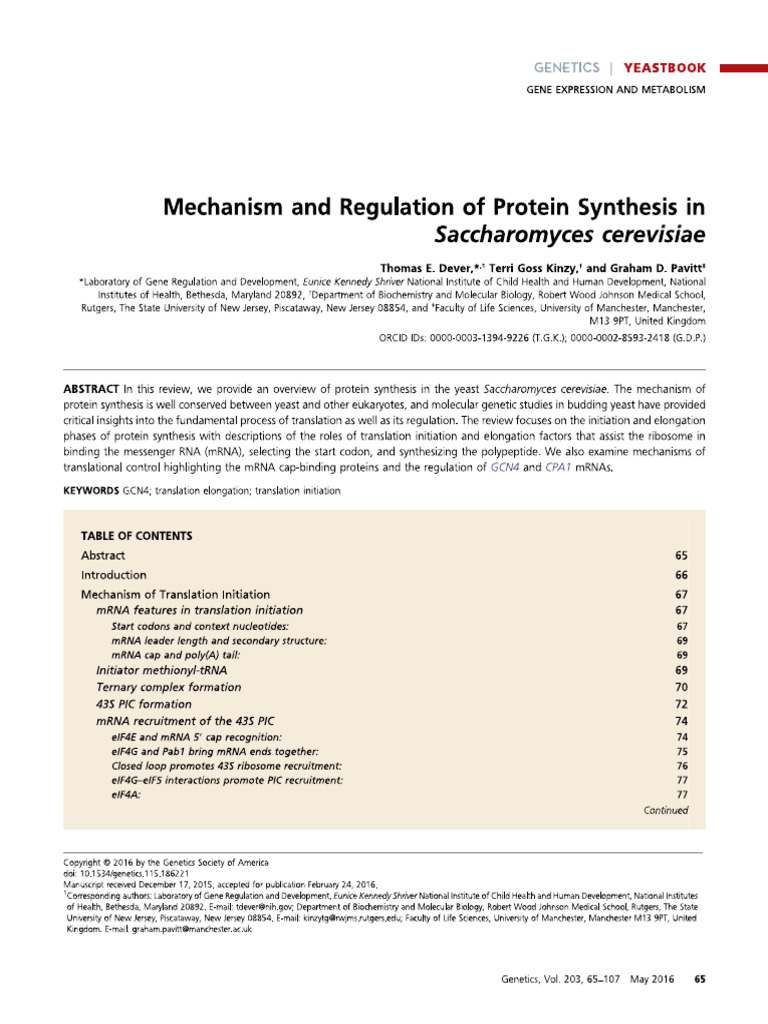Protein Synthesis and Its Regulation | PDF