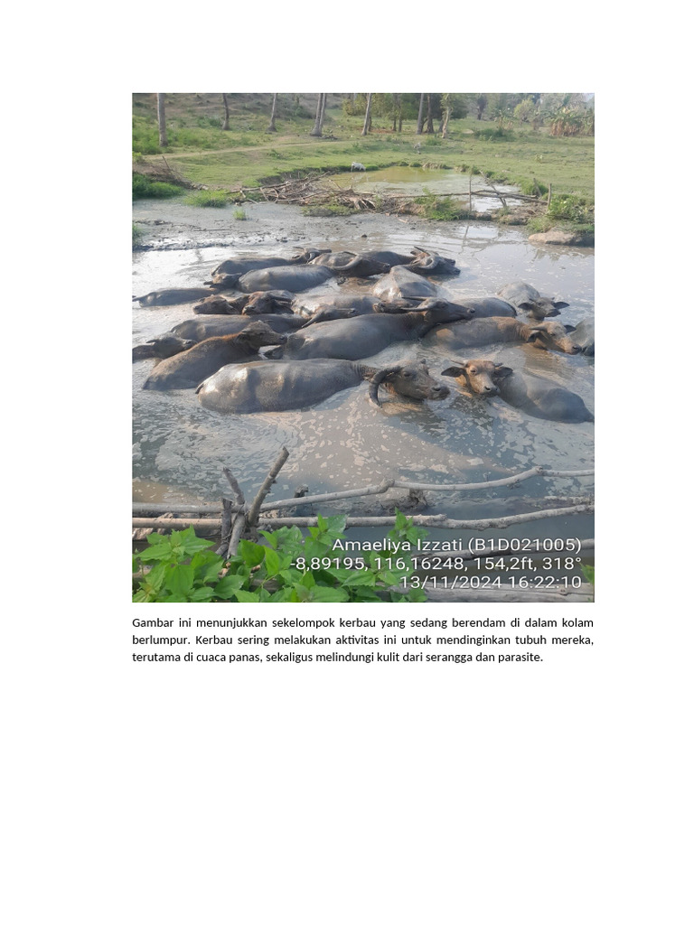 Amel - Tugas Kerbau | PDF