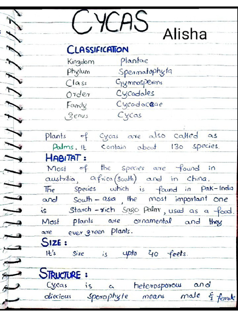 Gymnosperms (Cycas, Pinus, Ephedera) | PDF