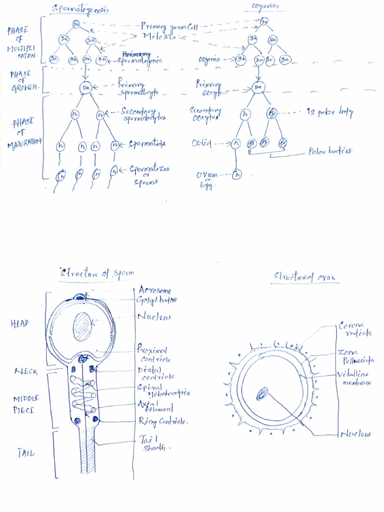 Scan 16 May 2024 | PDF