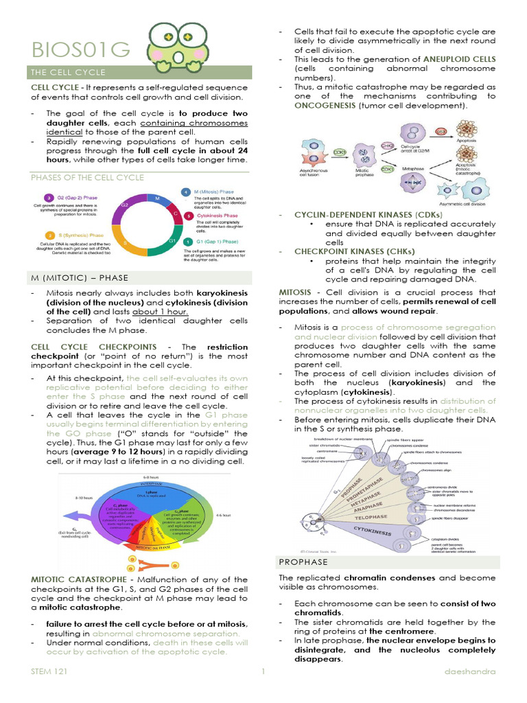 BIOS01G reviewer | PDF | Mitosis | Meiosis