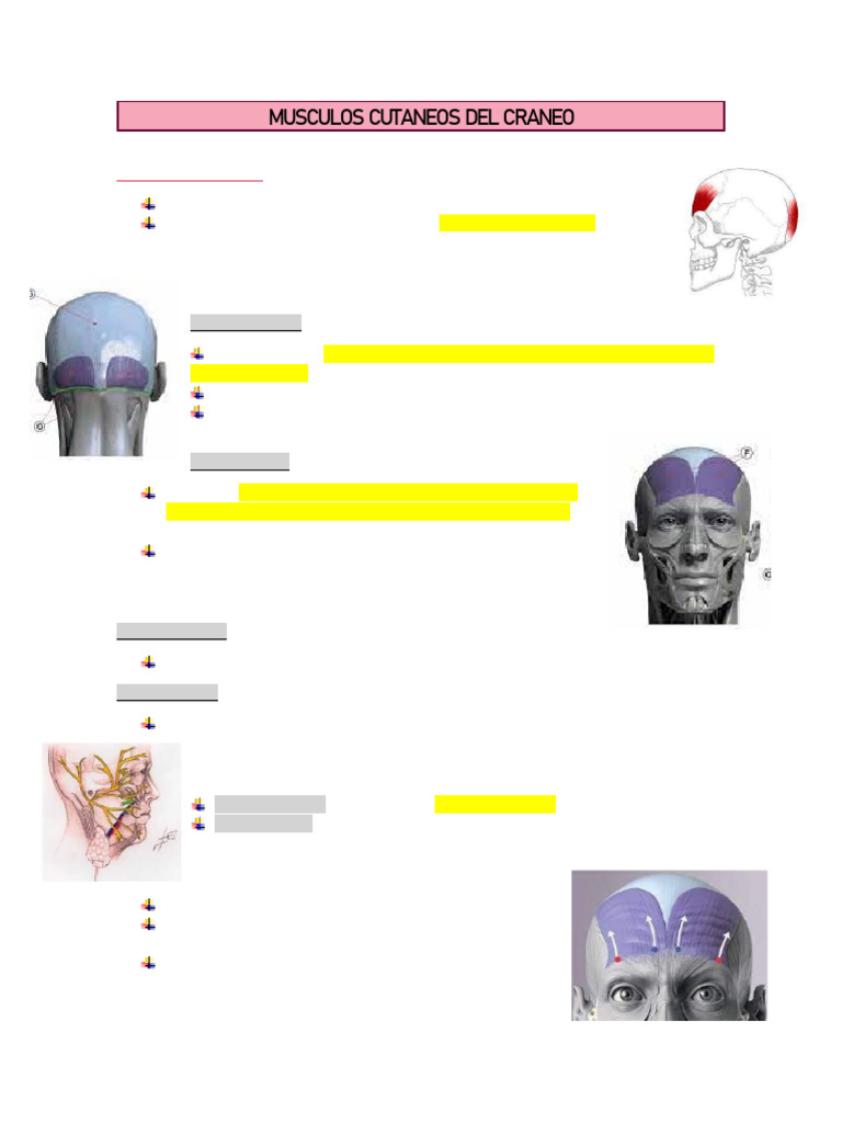 Musculos Cutaneos Del Craneo | PDF | Cabeza y cuello humanos | Sistema ...