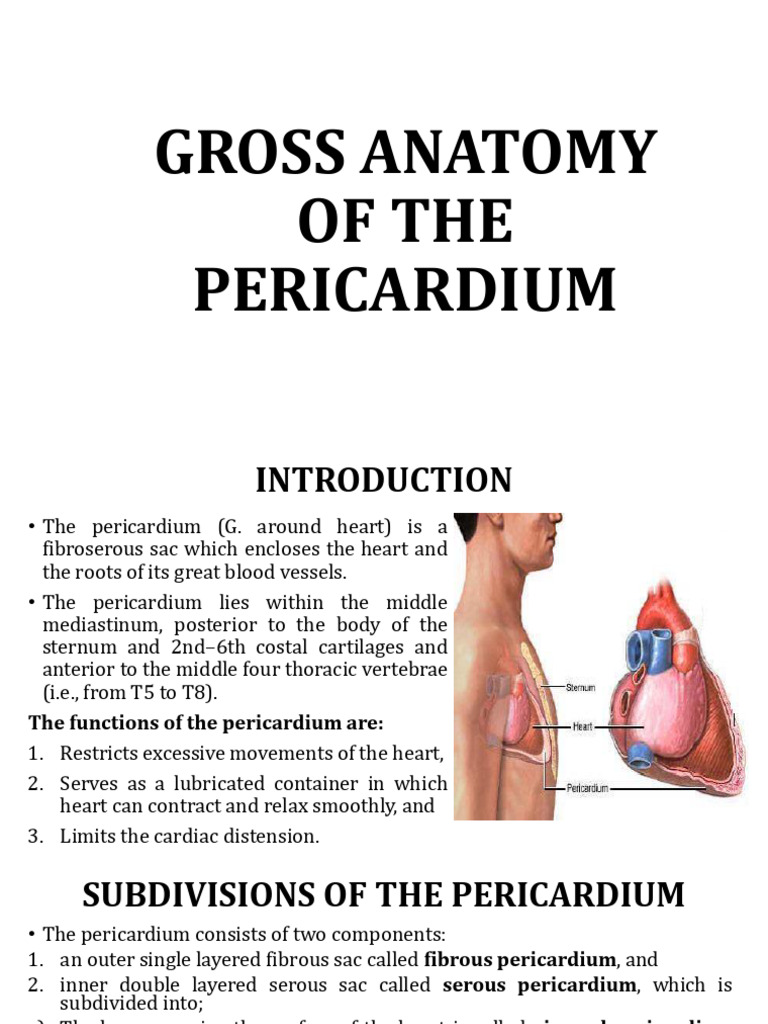 GROSS ANATOMY OF THE PERICARDIUM Corrected - 115627 | PDF | Heart | Vein