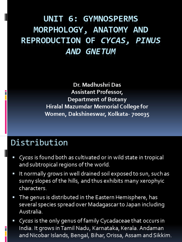 Unit 6 Gymnosperm Morphology | PDF | Leaf | Branches Of Botany
