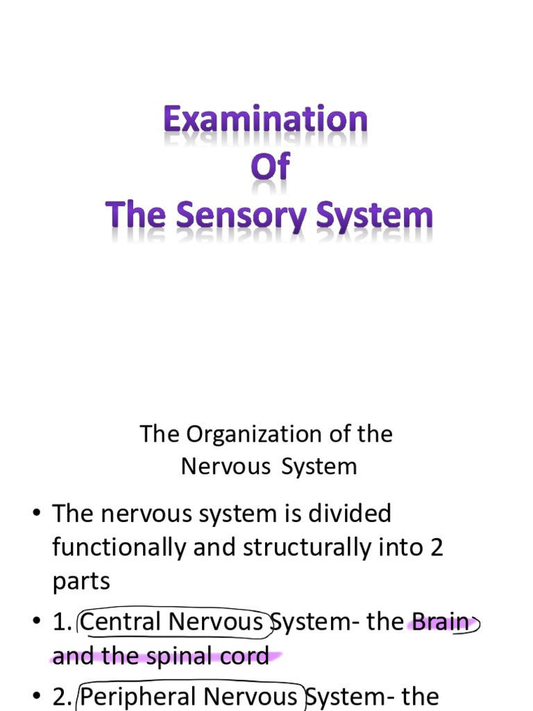 Sensory System Examination | PDF | Senses | Somatosensory System