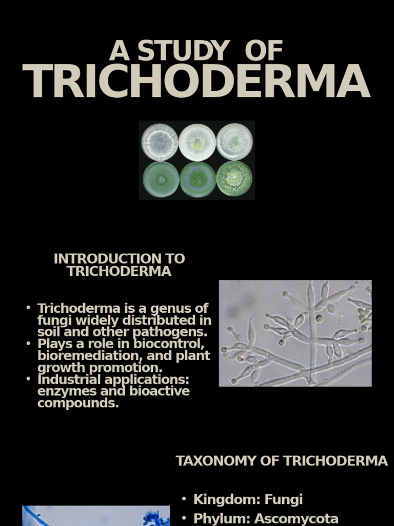 Trichoderma - Microorganism Assignment | PDF