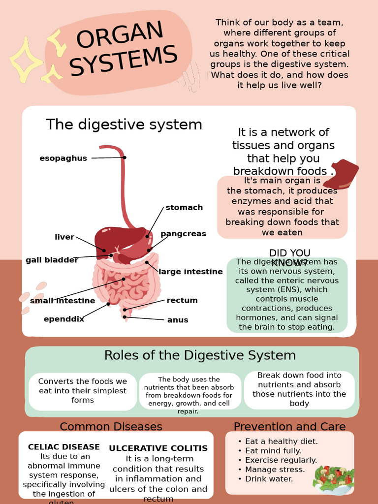 Organ Systems Educational Poster in Light Pink Brown Hand Drawn Style ...