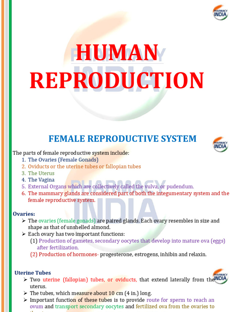 Human Reproduction | PDF | Menstrual Cycle | Uterus