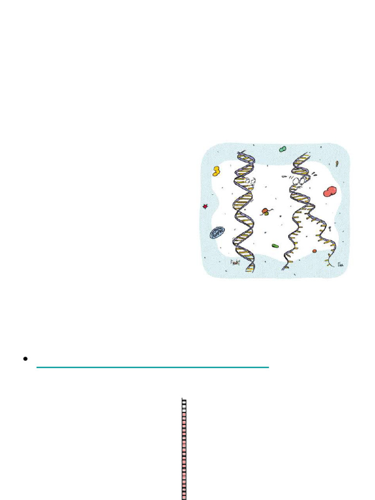DNA Replication | PDF | Dna Replication | Promoter (Genetics)