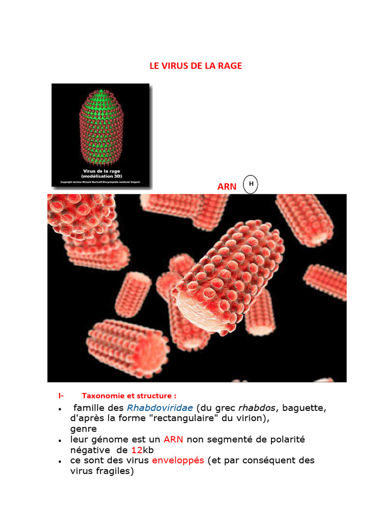 Le Virus de La Rage PDF | PDF | Rage (maladie) | Réaction en chaîne par ...