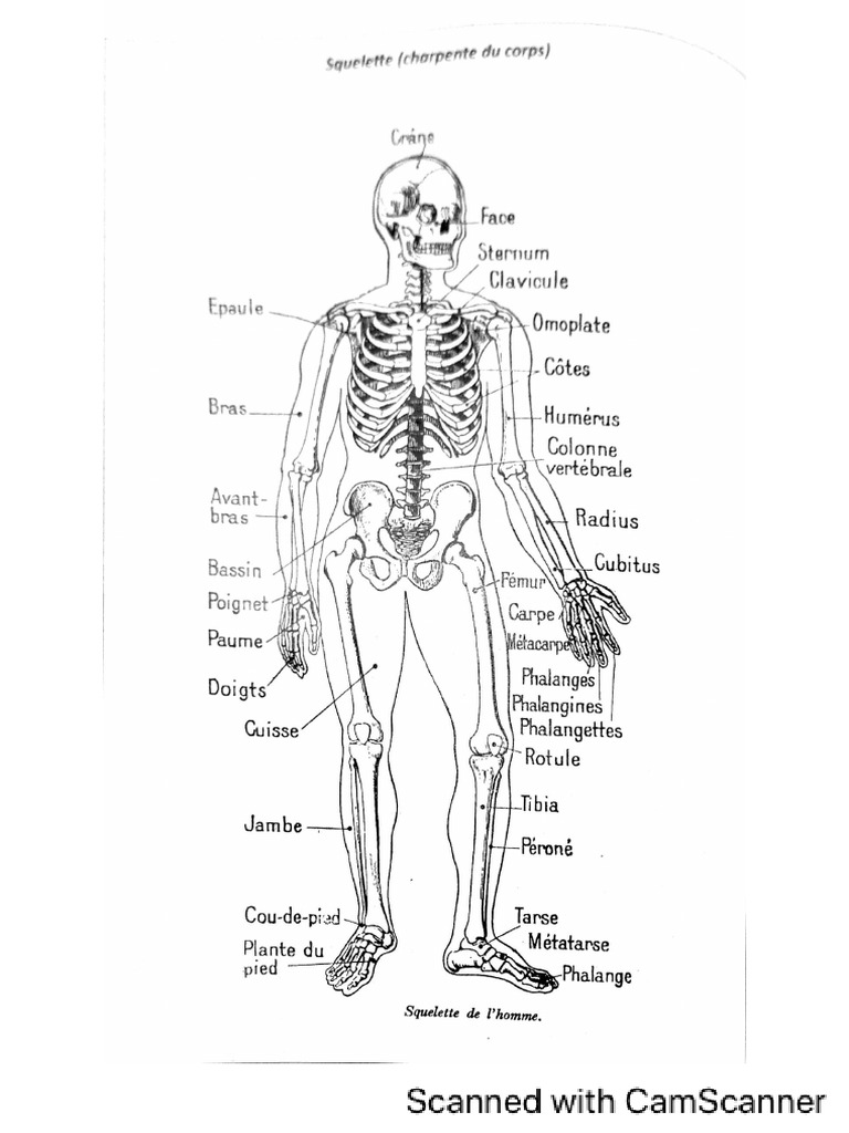 Squelette | PDF