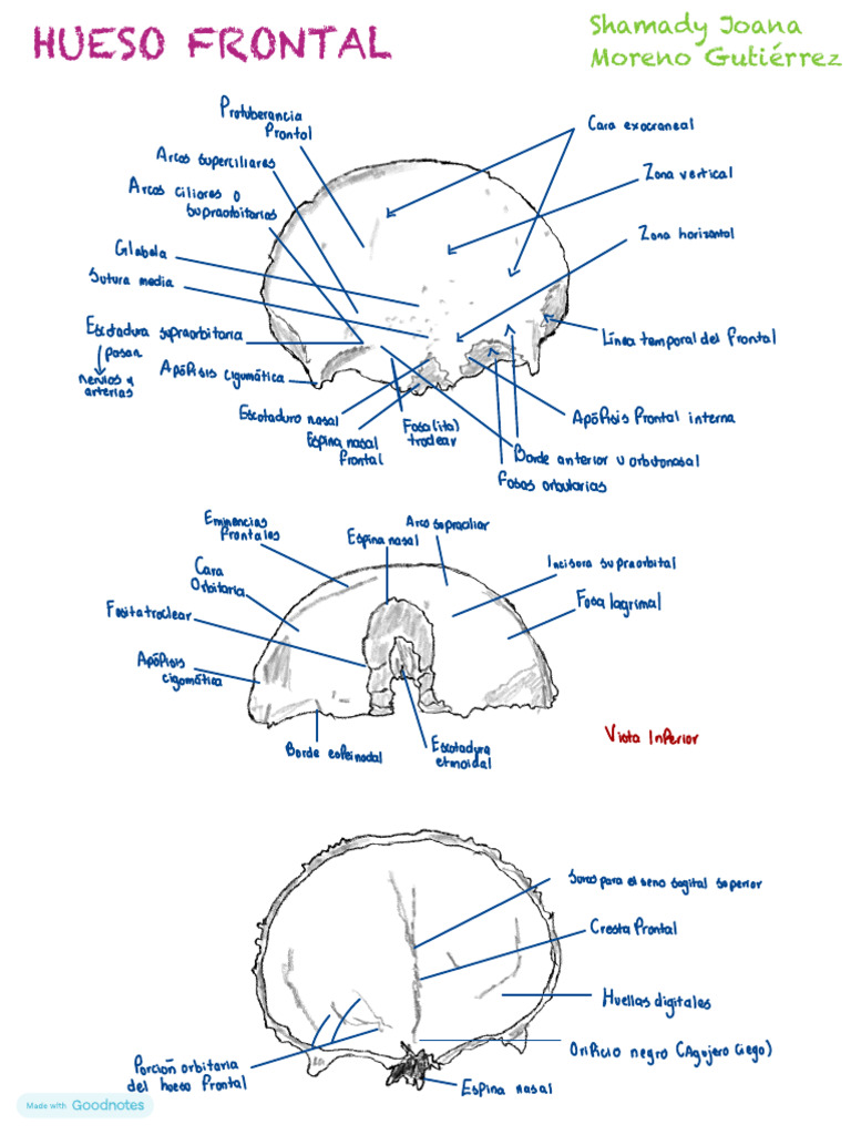 Anatomía Detallada de Huesos Craneales | PDF | Sistema esquelético ...