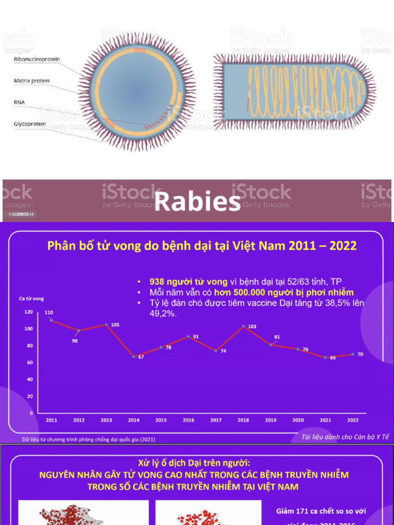 VIRUS DẠI - Rabies lyssavirus | PDF