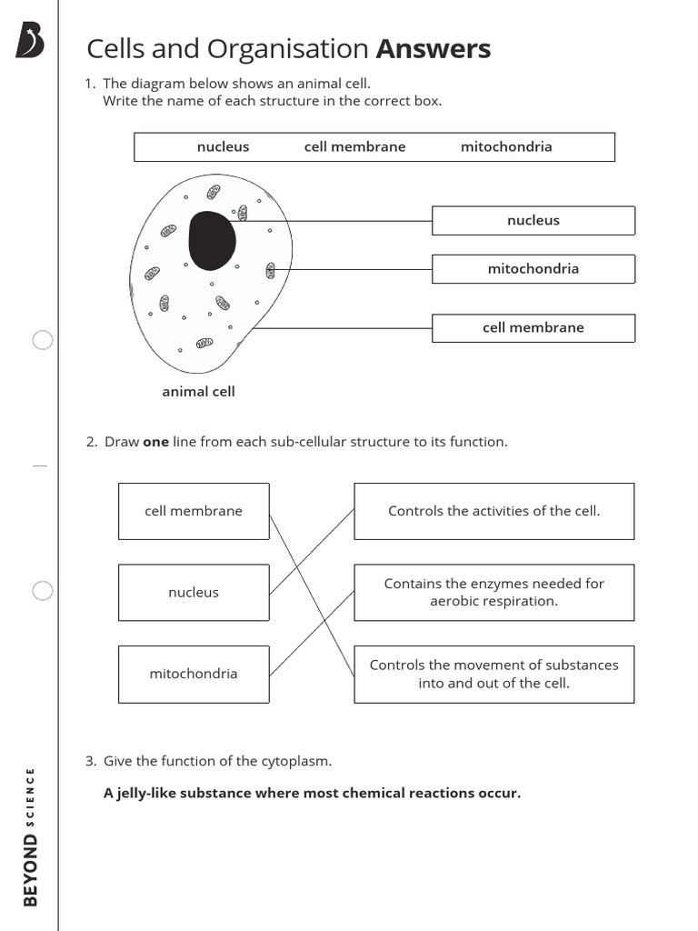 Cells and Organisation Worksheet SEND - Answers | PDF | Cell (Biology ...