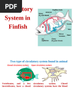 Fish Circulatory System Overview | PDF | Blood | Vein