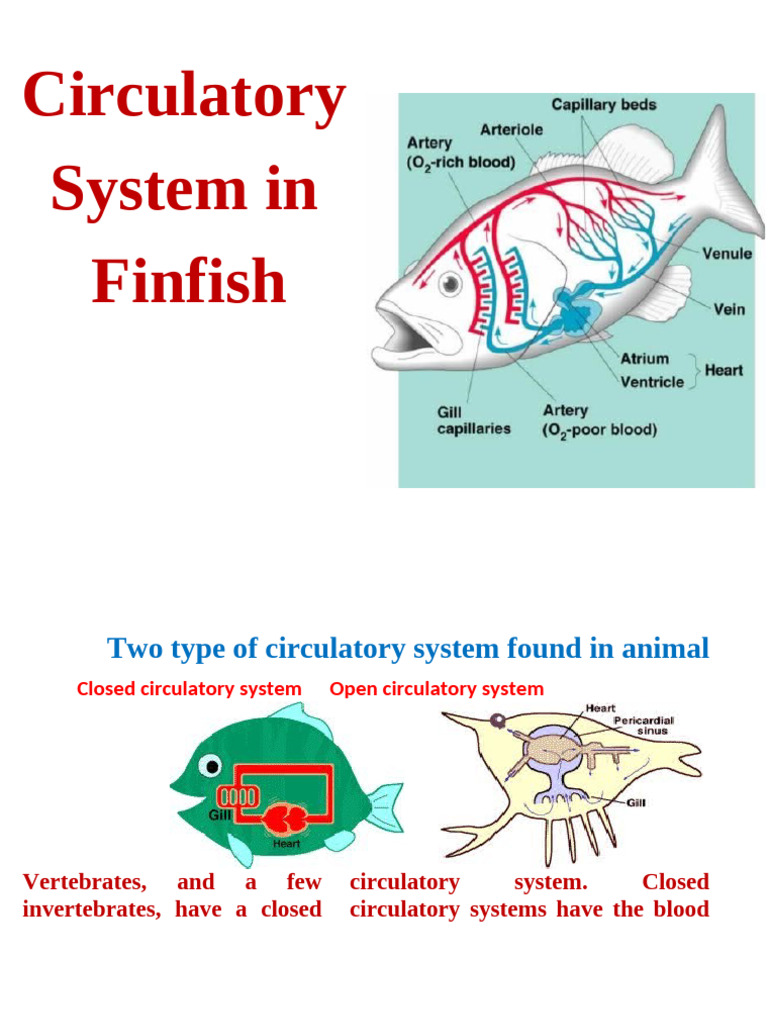Circulatory System in Finfish 1 | PDF | Heart | Atrium (Heart)