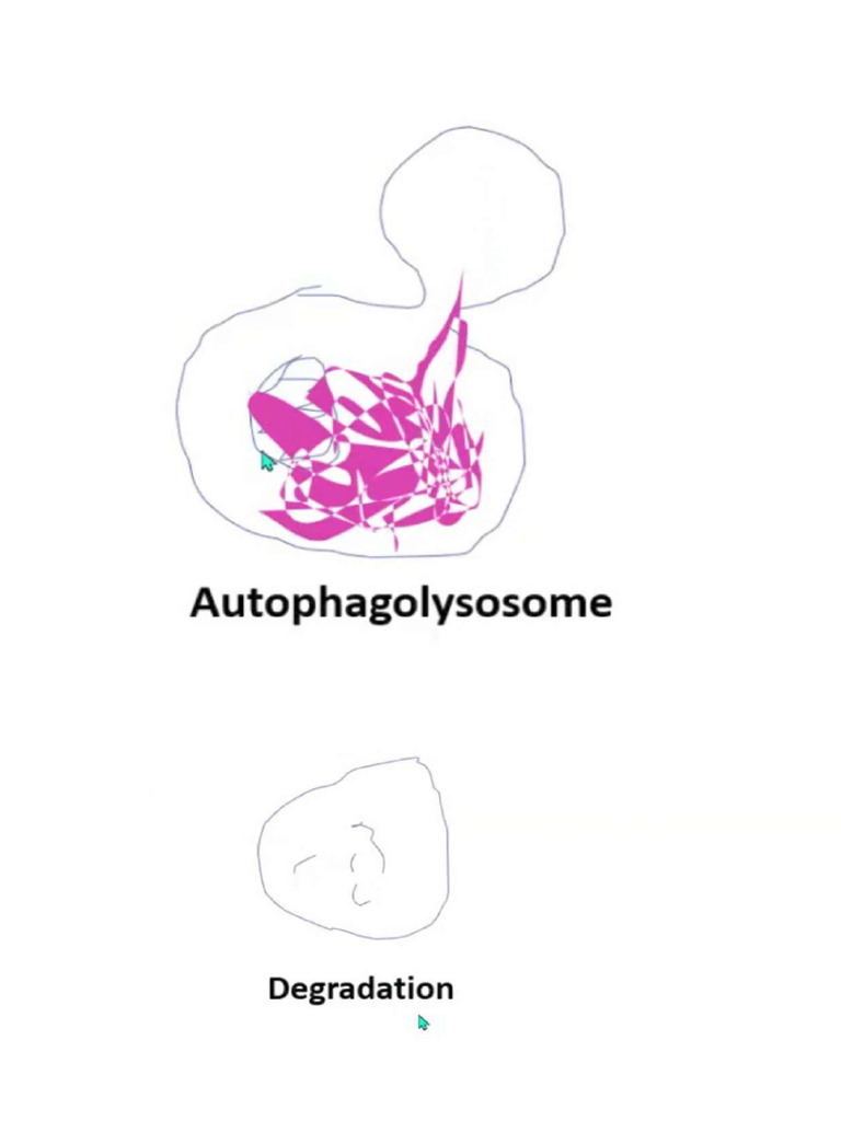 Autophagy | PDF