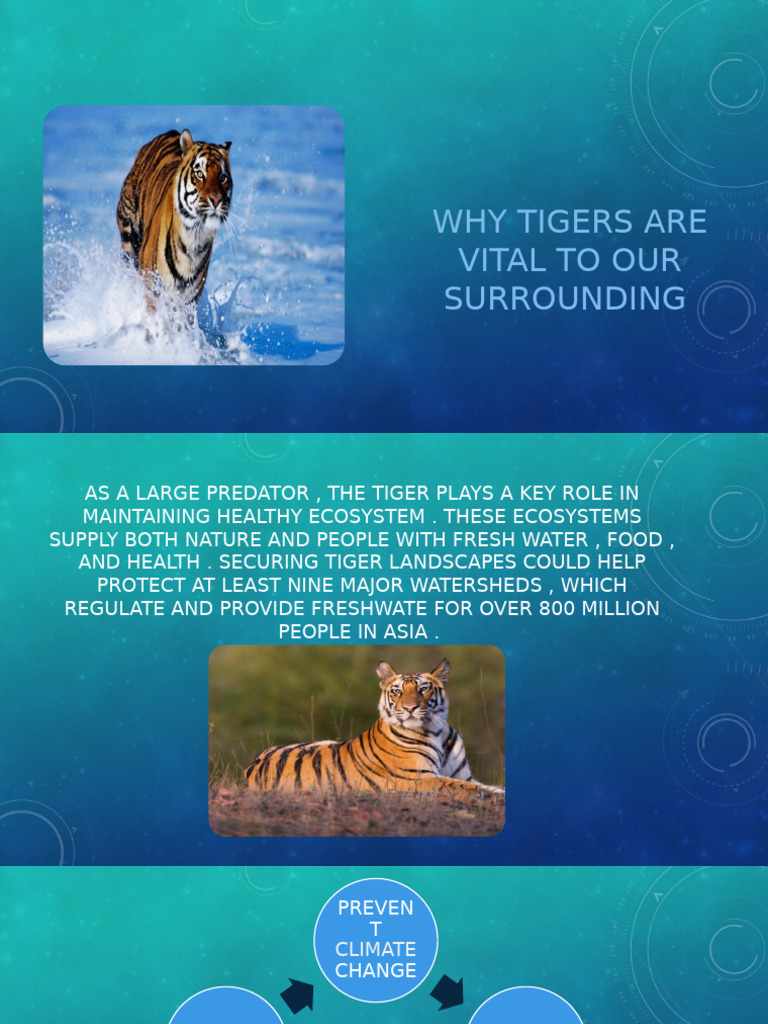 Saving Tigers: Protecting Ecosystems | PDF | Tiger | Poaching